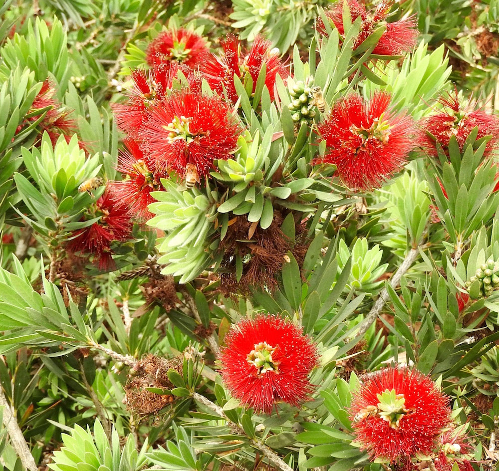 callistemon viminalis