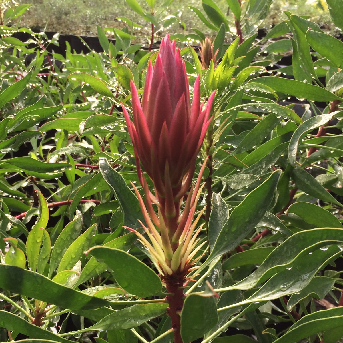 Protea cynaroides 'Mini King' - 2 gallon plant – Norrie's Gift and ...