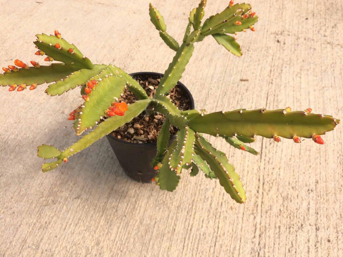 Pfeiffera monacantha (orange flower) - 6 inch hanging plant – Norrie's ...