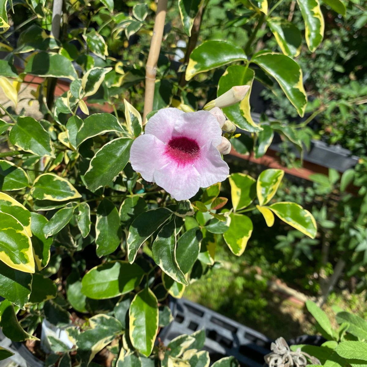 Pandorea jasminoides 'Variegata' - 2 gallon plant – Norrie's Gift and ...
