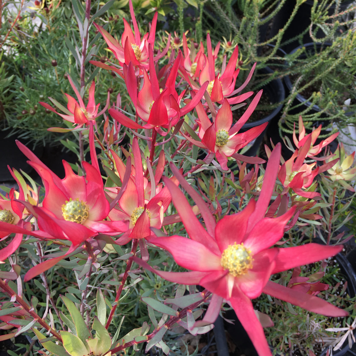 Leucadendron 'Red Devil' - 5 gallon plant – Norrie's Gift and Garden ...