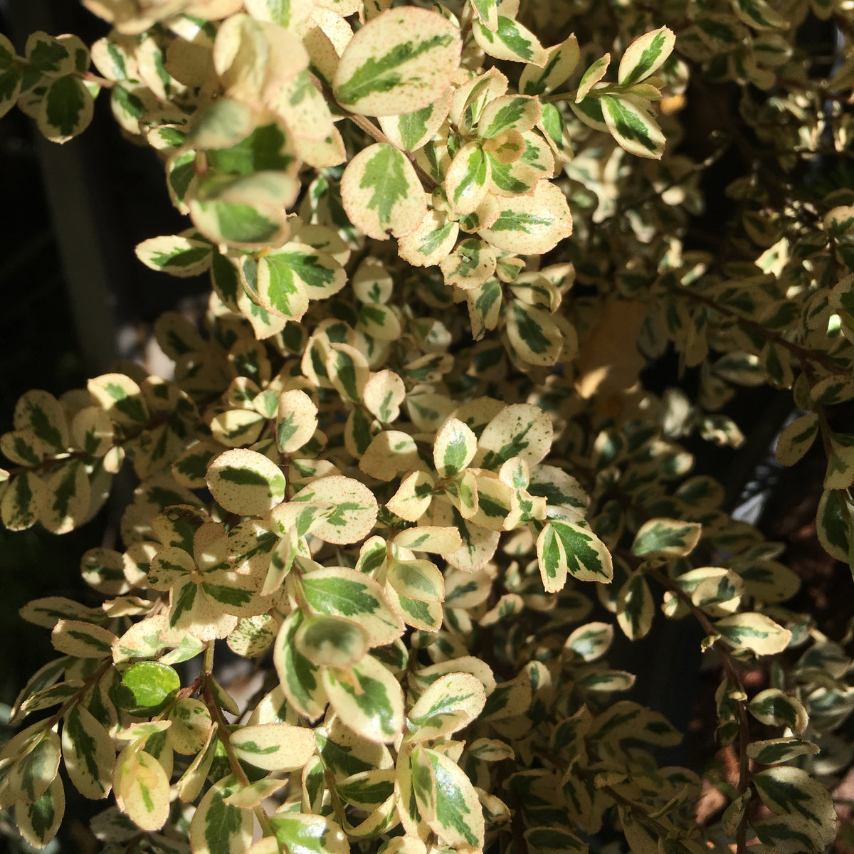 Myrsine africana 'Scarlett Marglin' - 1 gallon plant – Norrie's Gift ...