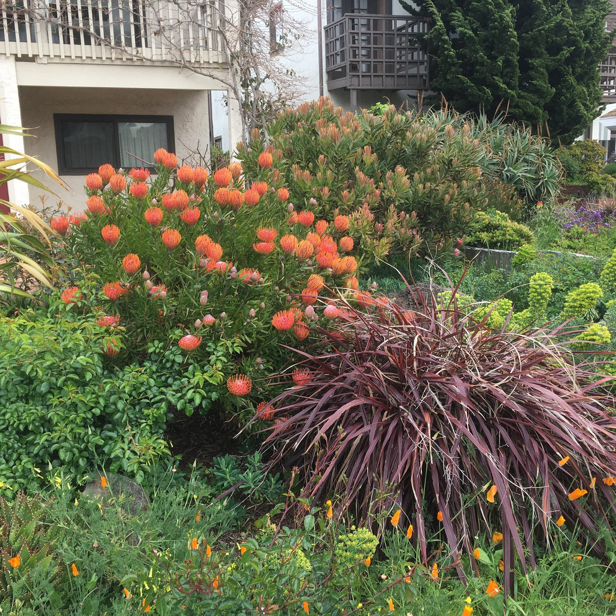Leucospermum seedling of ‘Tango’ - 2 gallon plant – Norrie's Gift and ...