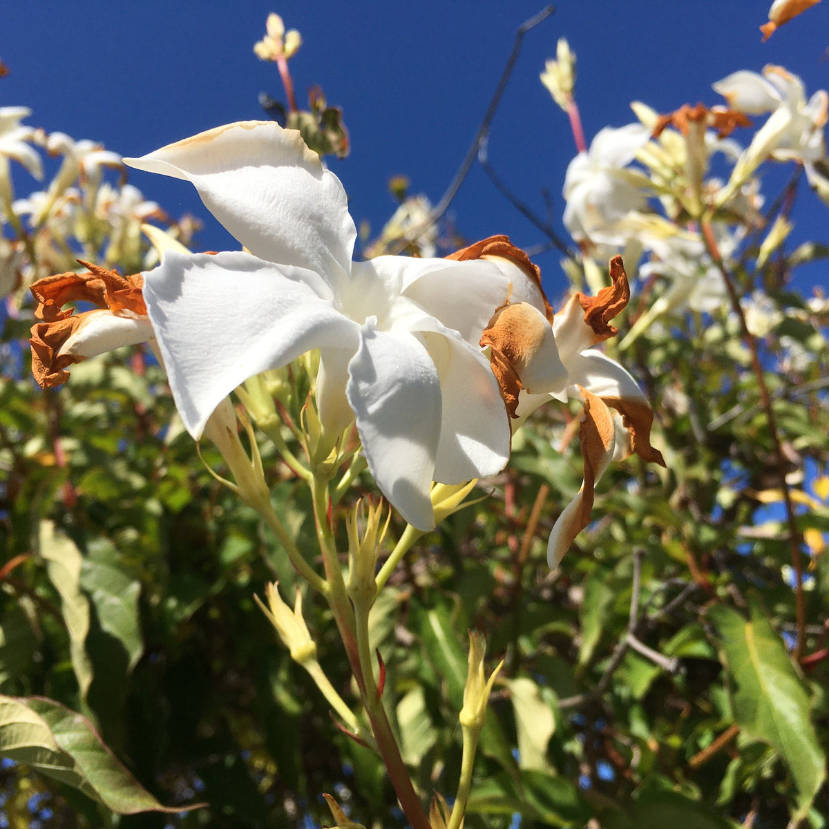 Mandevilla laxa - 2 gallon plant – Norrie's Gift and Garden Shop at the ...