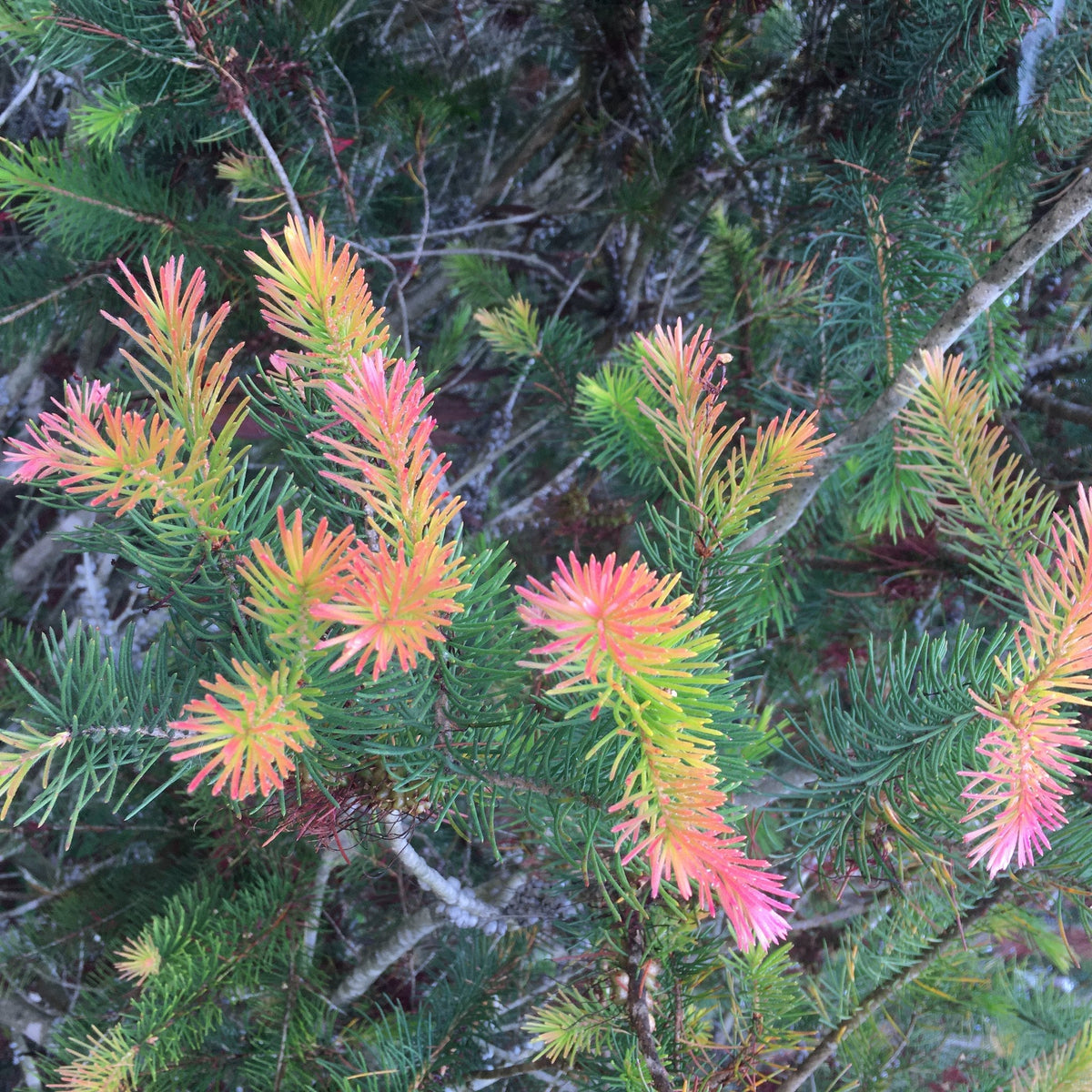 Calothamnus quadrifidus (selected form) - 5 gallon plant – Norrie's ...