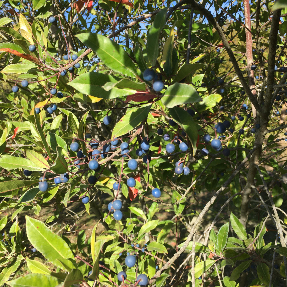 Elaeocarpus reticulatus (pink flower) - 1 gallon plant – Norrie's Gift ...