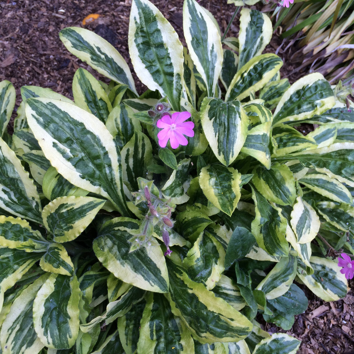 Silene dioica 'Clifford Moore' - 2 gallon plant – Norrie's Gift and ...