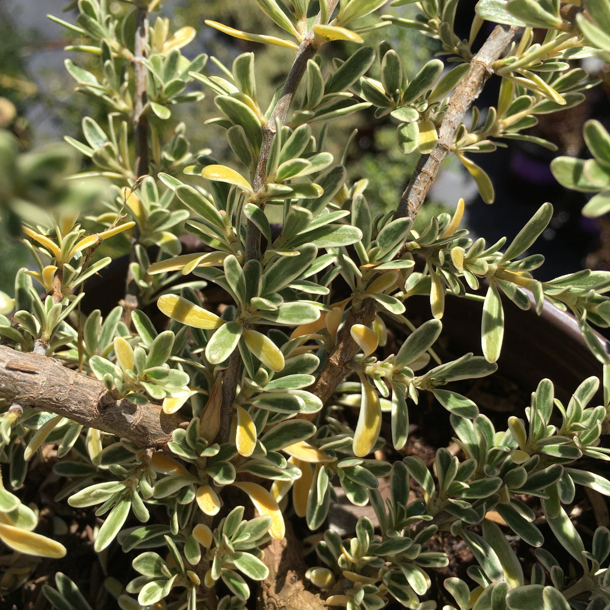 Coprosma kirkii 'Variegata' - 1 gallon plant – Norrie's Gift and Garden ...