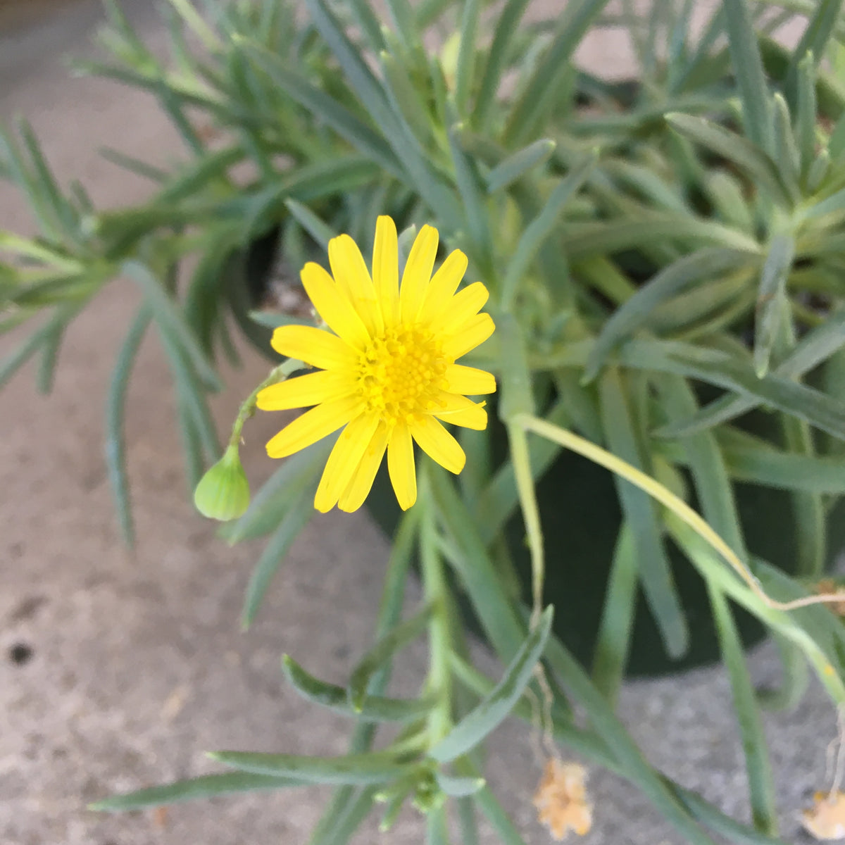 Crassothonna capensis 'Little Pickles' - 6 inch hanging plant – Norrie ...