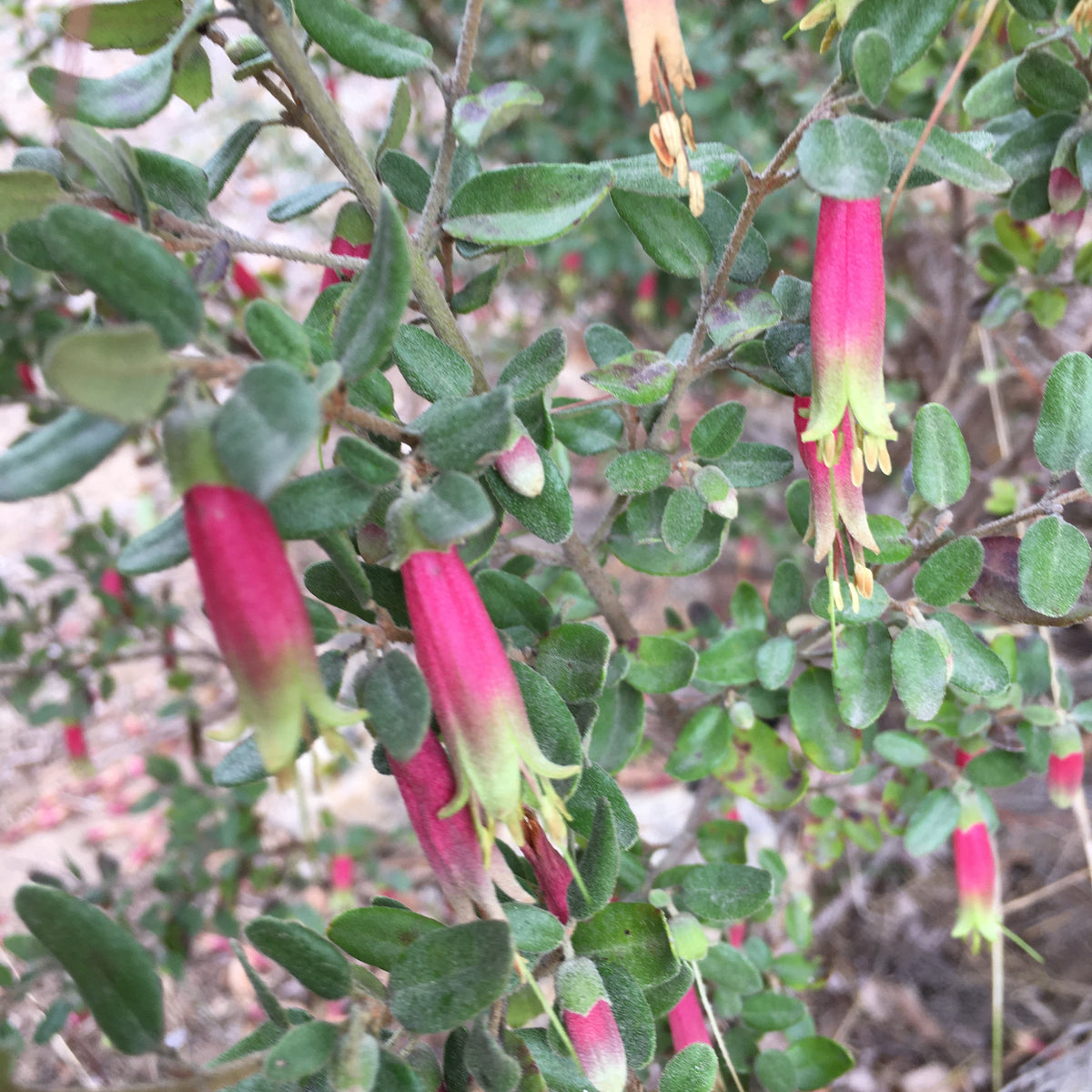 Correa sp. (seedling from Correa glabra) - 1 gallon plant – Norrie's ...