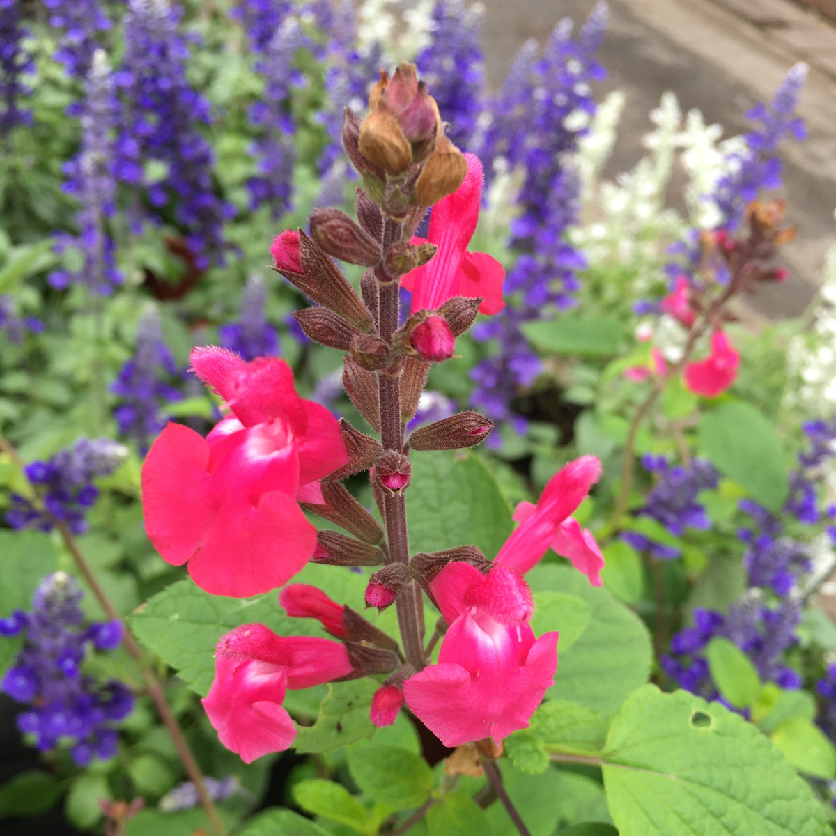 Salvia microphylla 'Pink Pong' - 1 gallon plant – Norrie's Gift and ...