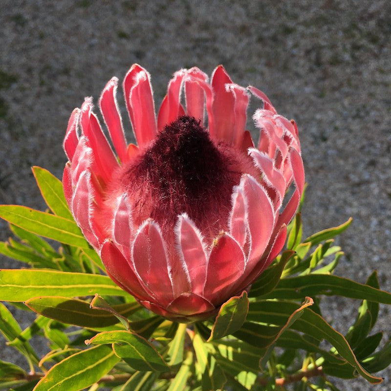 Protea longifolia (pink) - 5 gallon plant – Norrie's Gift and Garden ...