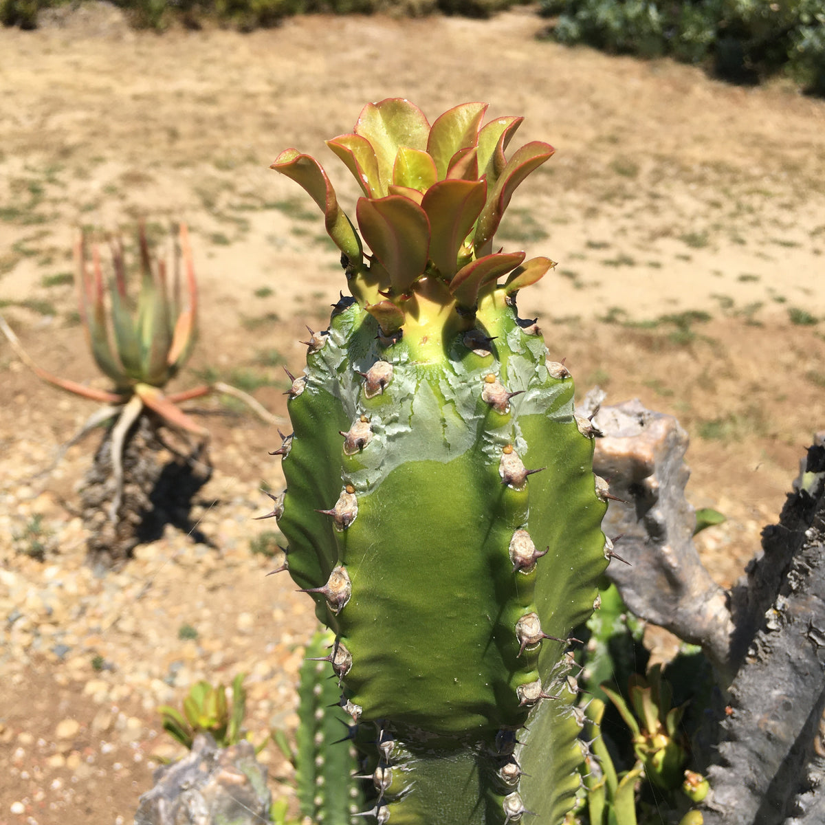 Euphorbia royleana - 6 inch plant – Norrie's Gift and Garden Shop at ...