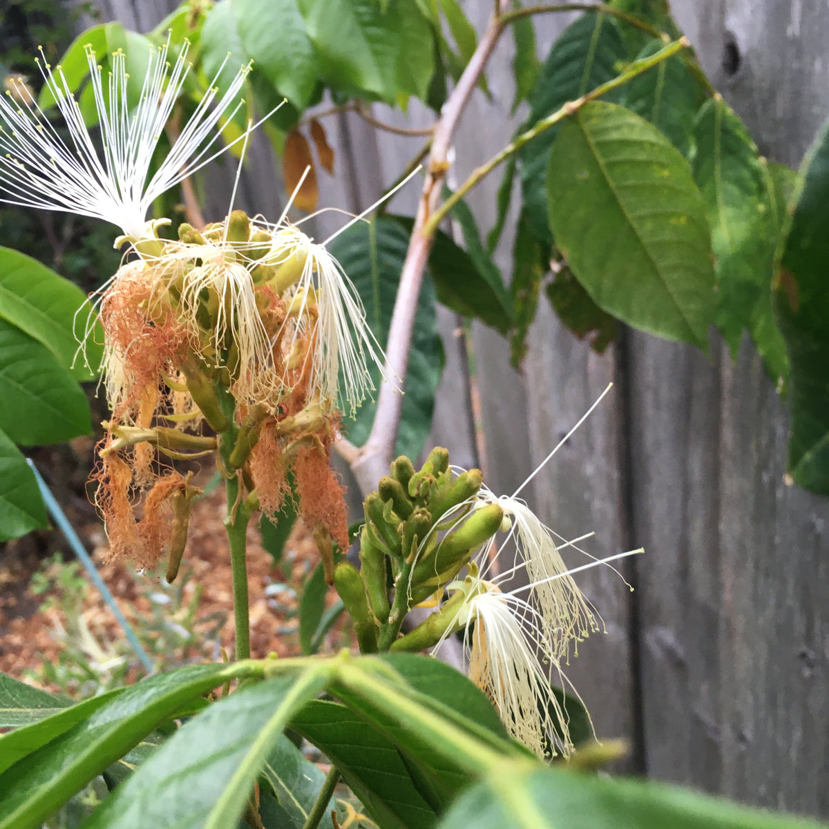 Inga sp. - 2 gallon plant – Norrie's Gift and Garden Shop at the UC ...