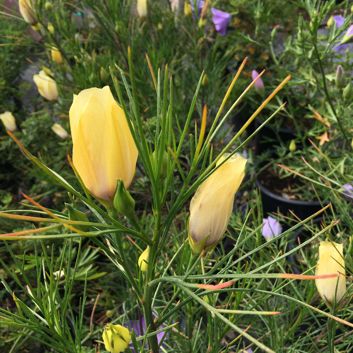 Alyogyne hakeifolia (yellow flower/red center) - 1 gallon plant ...
