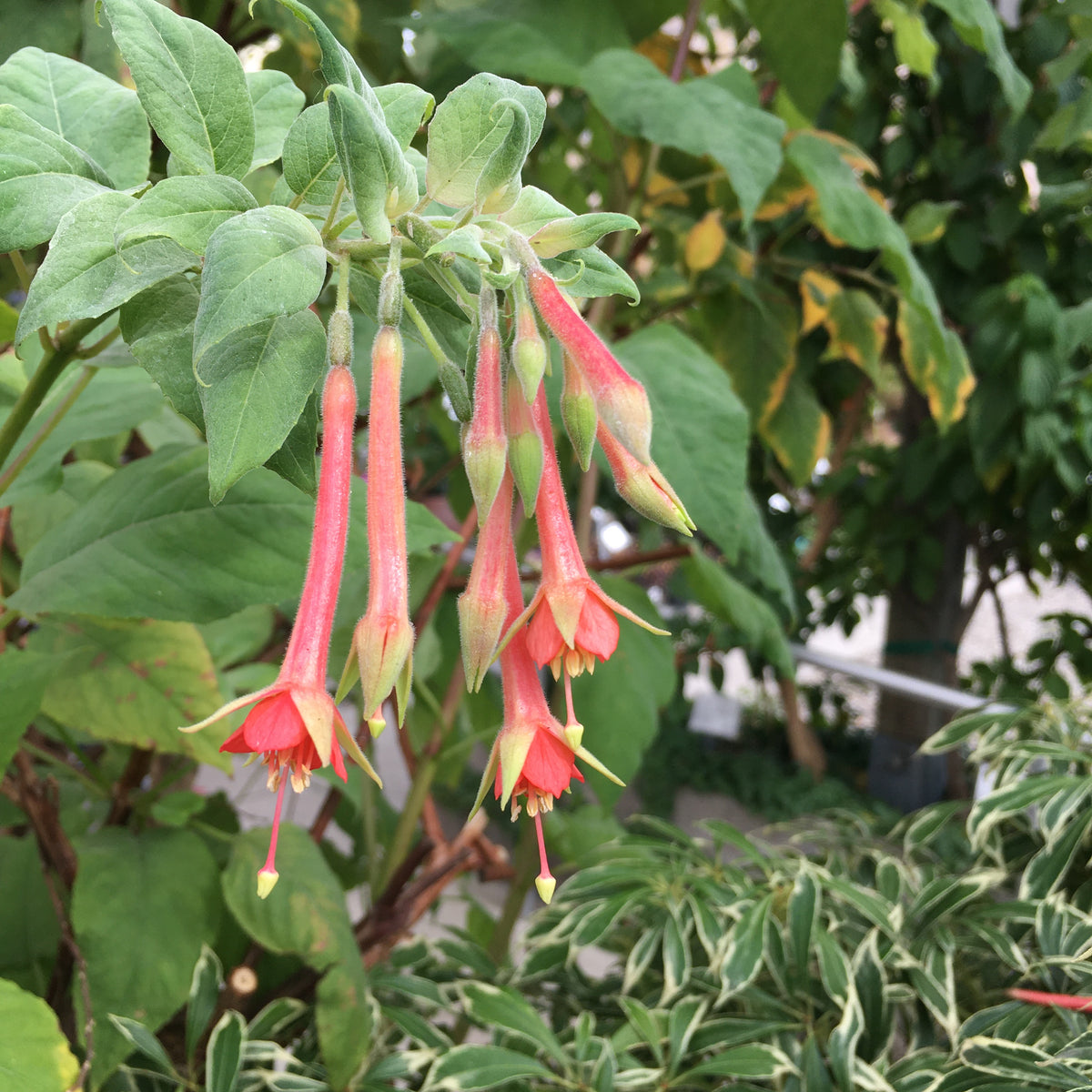 Fuchsia fulgens - 1 gallon plant – Norrie's Gift and Garden Shop at the ...