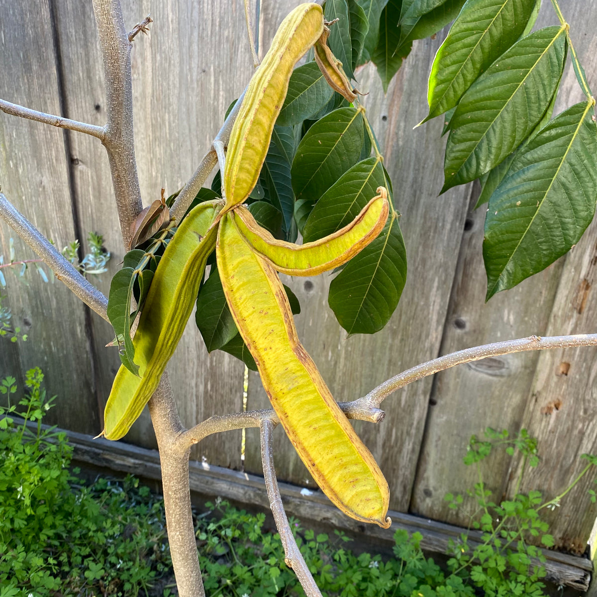 Inga sp. - 2 gallon plant – Norrie's Gift and Garden Shop at the UC ...