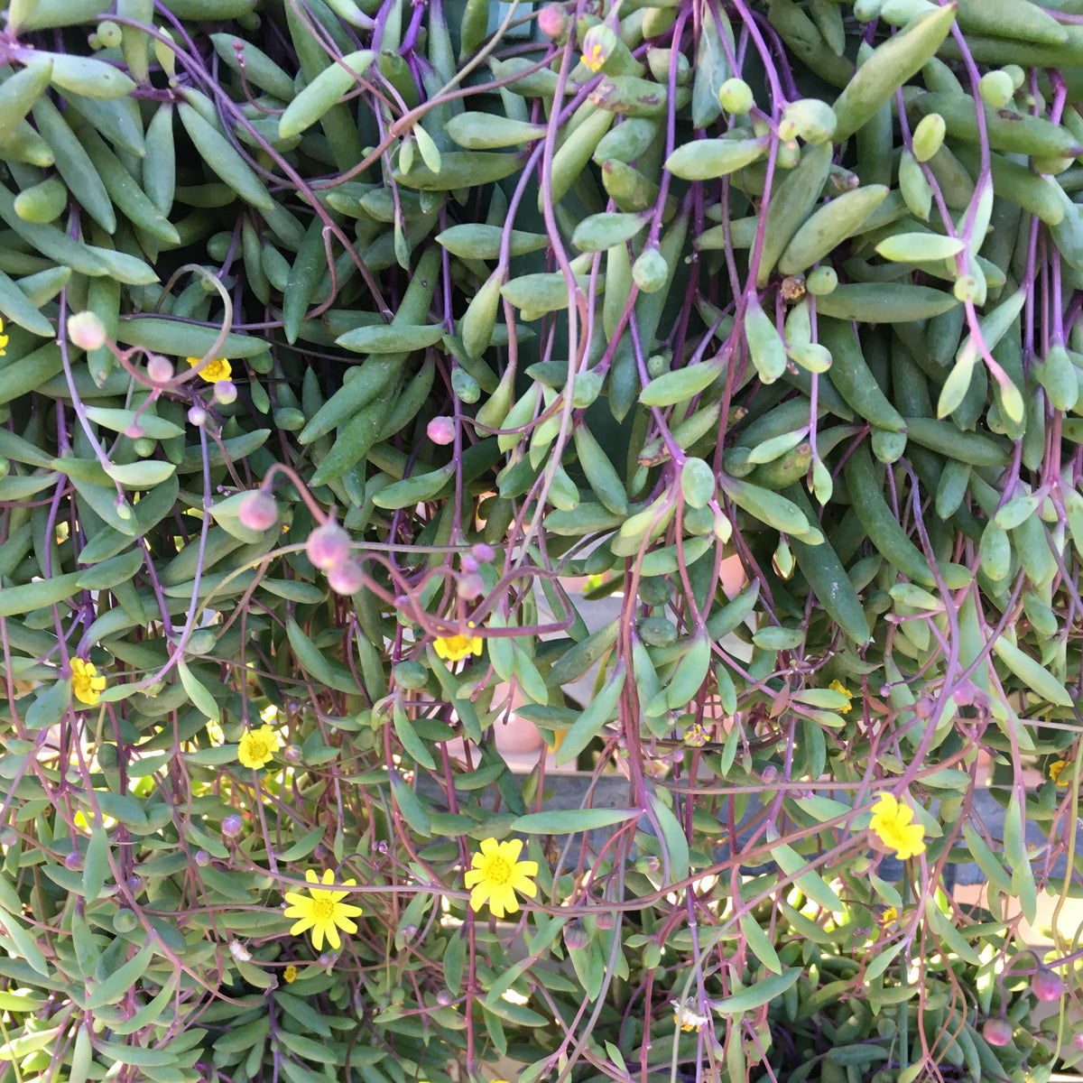 Crassothonna capensis 'Ruby Necklace' - 6 inch hanging plant – Norrie's ...