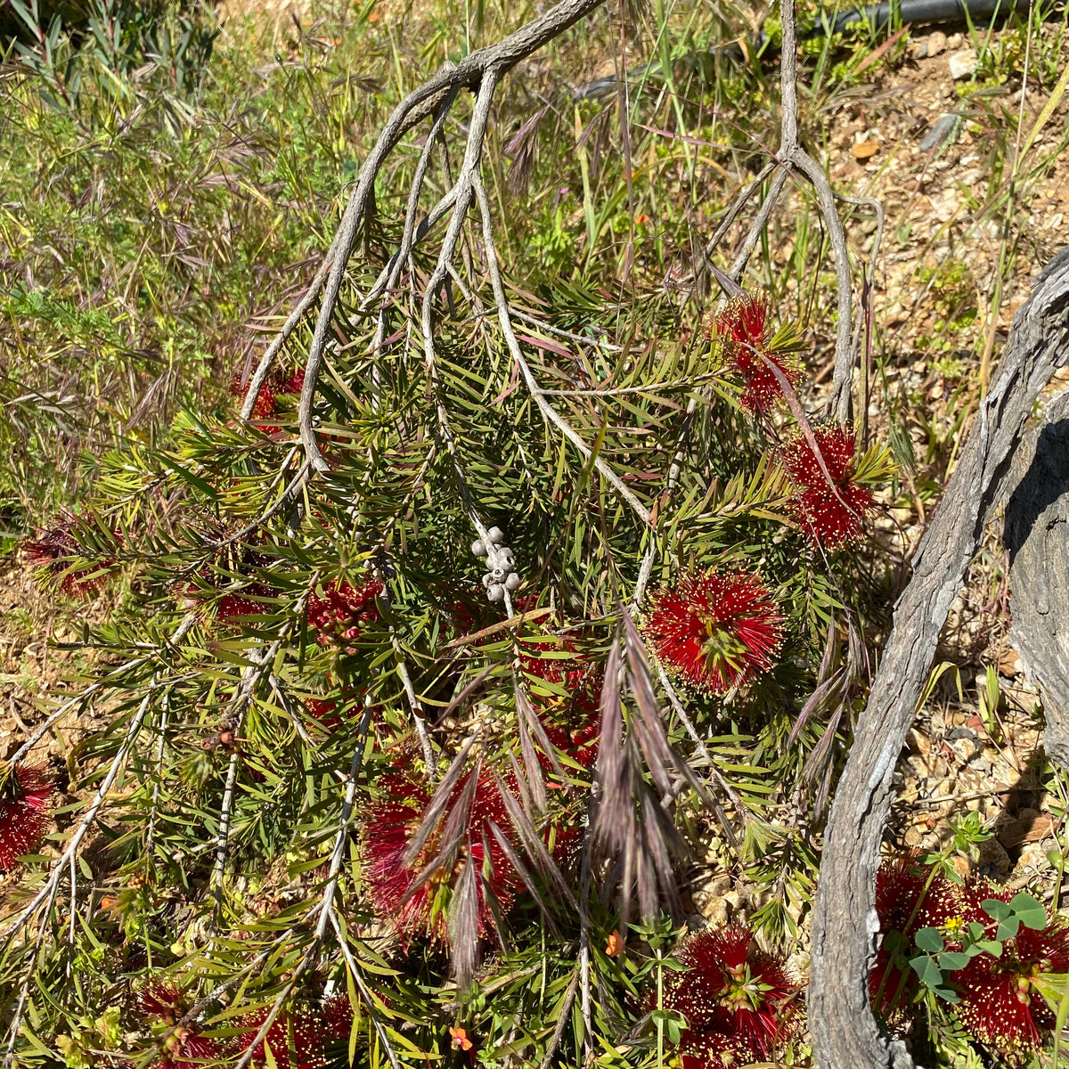 Callistemon petersonii 'Rocky Rambler' - 1 gallon plant – Norrie's Gift ...