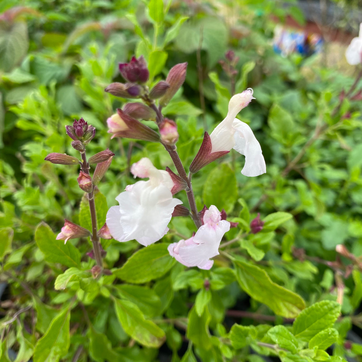 Salvia microphylla (pale pink flower) - 1 gallon plant – Norrie's Gift ...