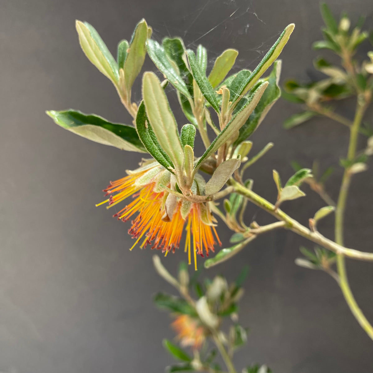 Diplolaena dampieri - 1 gallon plant – Norrie's Gift and Garden Shop at ...