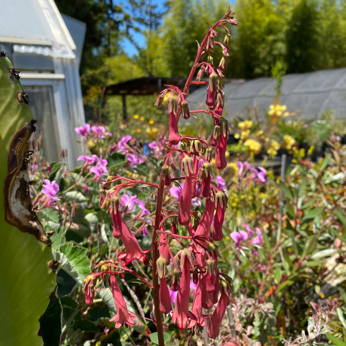 Phygelius - red flower - 1 gallon plant – Norrie's Gift and Garden Shop ...