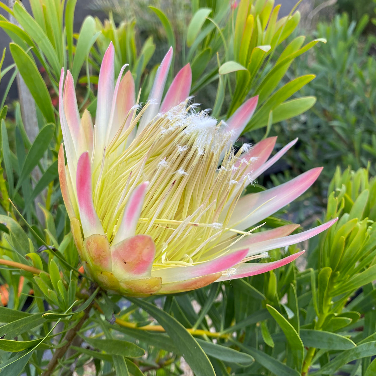 Protea repens (white flower) - 2 gallon plant – Norrie's Gift and ...