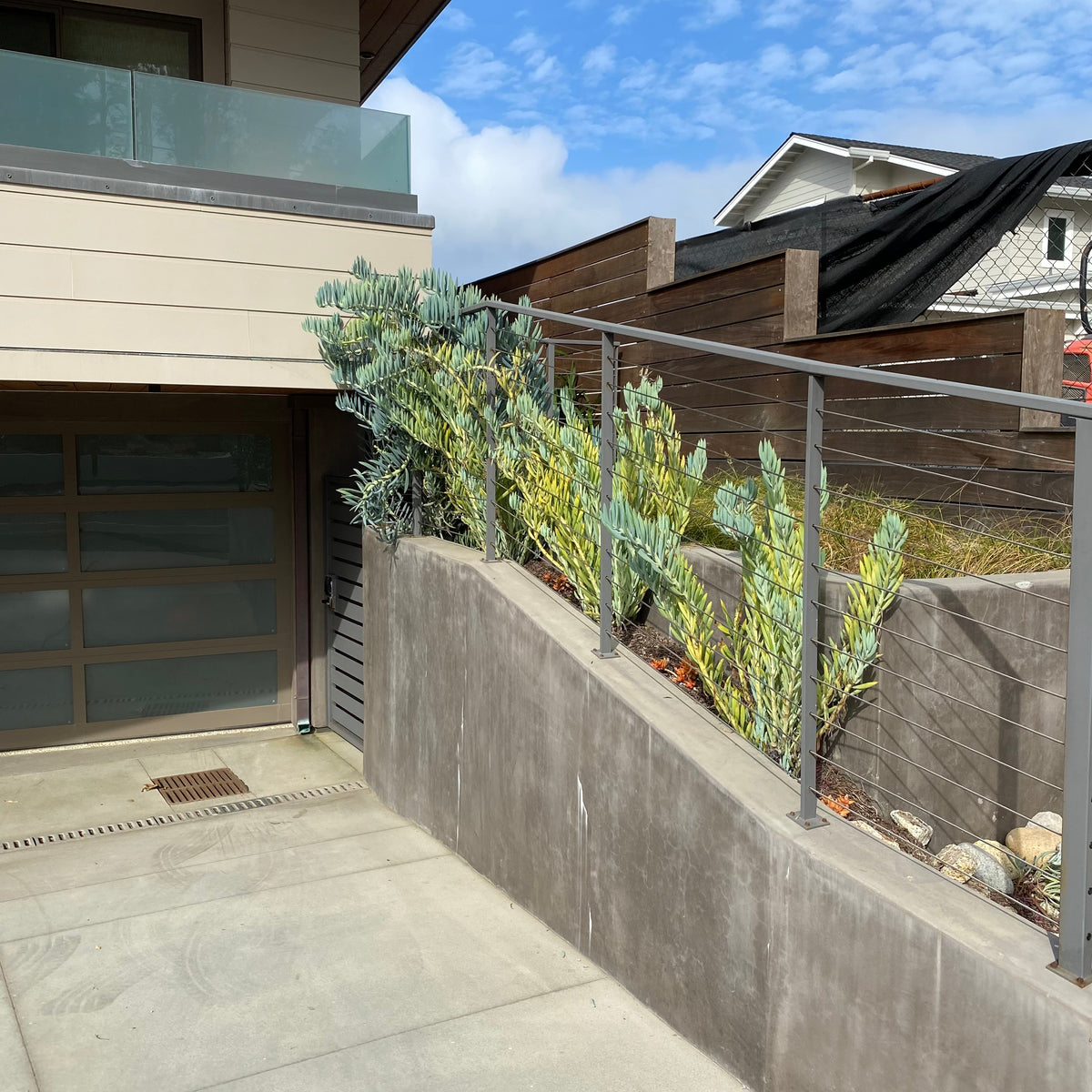 Curio ficoides 'Mount Everest' - 1 gallon plant – Norrie's Gift and ...