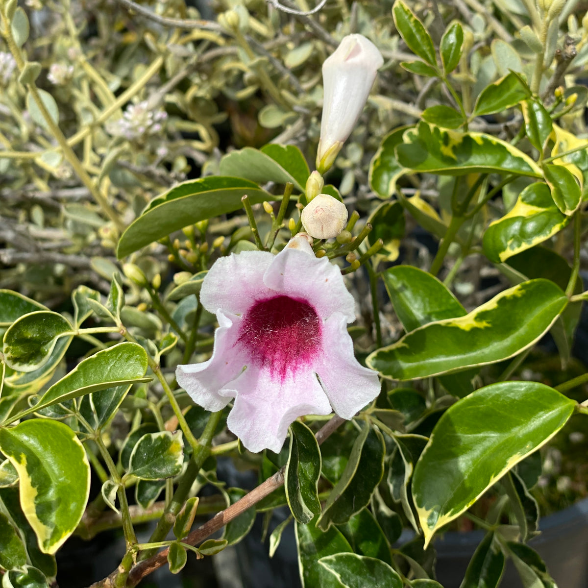 Pandorea jasminoides 'Variegata' - 2 gallon plant – Norrie's Gift and ...