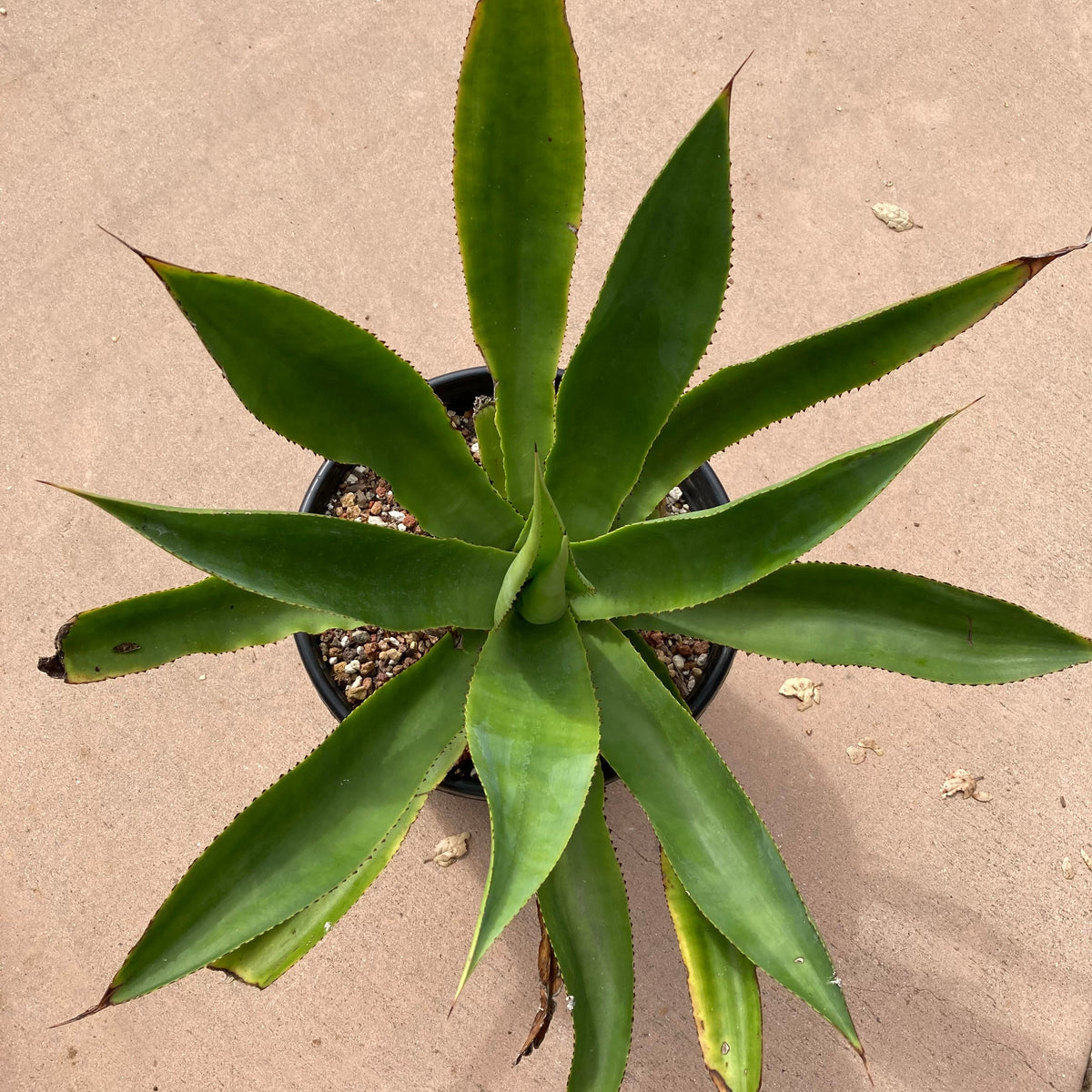 Agave mitis- 5 gallon plant – Norrie's Gift and Garden Shop at the UC ...