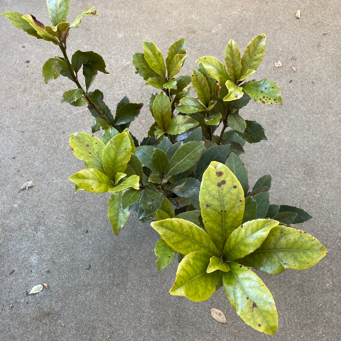 Norrie's Gift and Garden Shop at the UC Santa Cruz Arboretum & Botanic ...