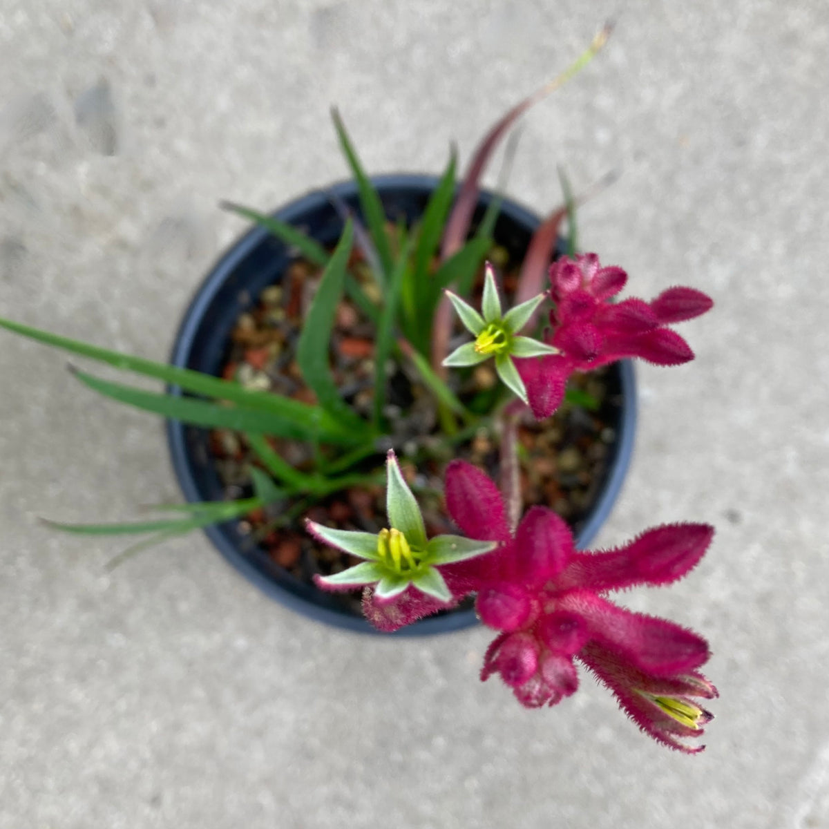 Anigozanthos 'Pink Joey' - 1 gallon plant – Norrie's Gift and Garden ...