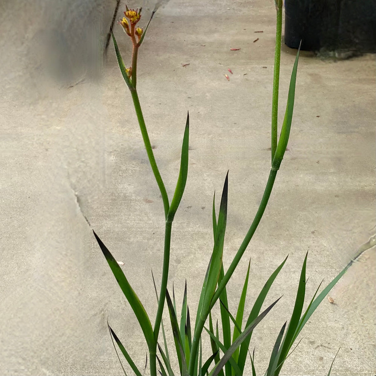 Anigozanthos 'Yellow Gem' - 2 gallon plant – Norrie's Gift and Garden ...