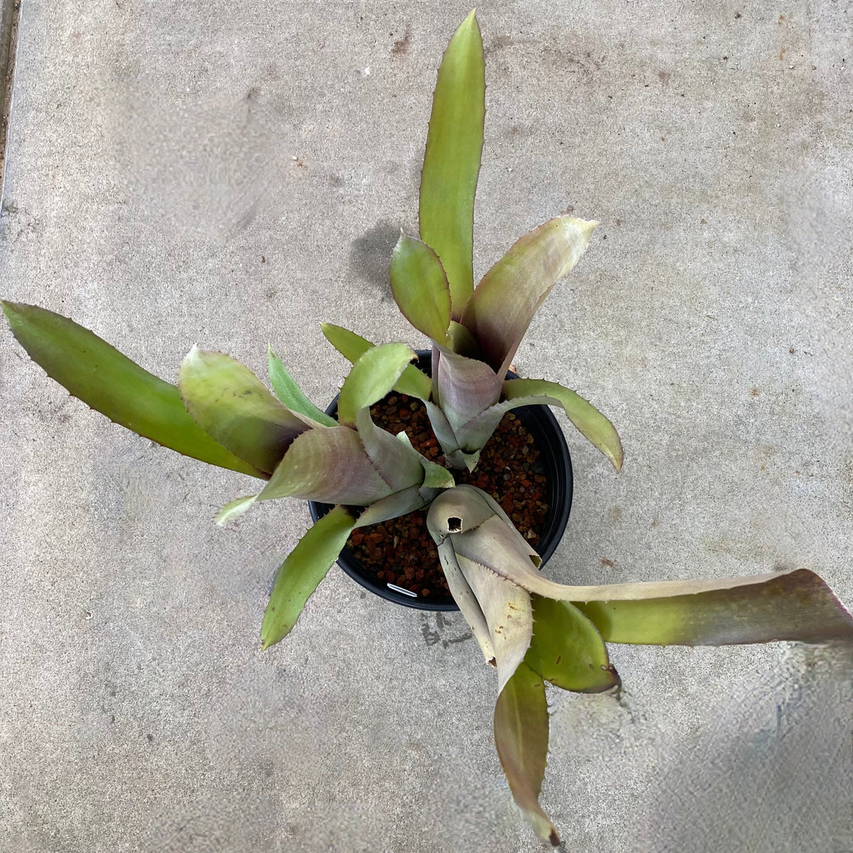 Bromeliad sp. - 1 gallon plant – Norrie's Gift and Garden Shop at the ...