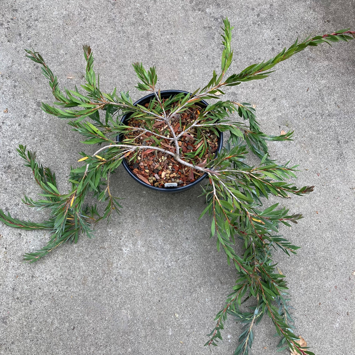 Callistemon viminalis 'Dawson River Weeper' - 2 gallon plant – Norrie's ...