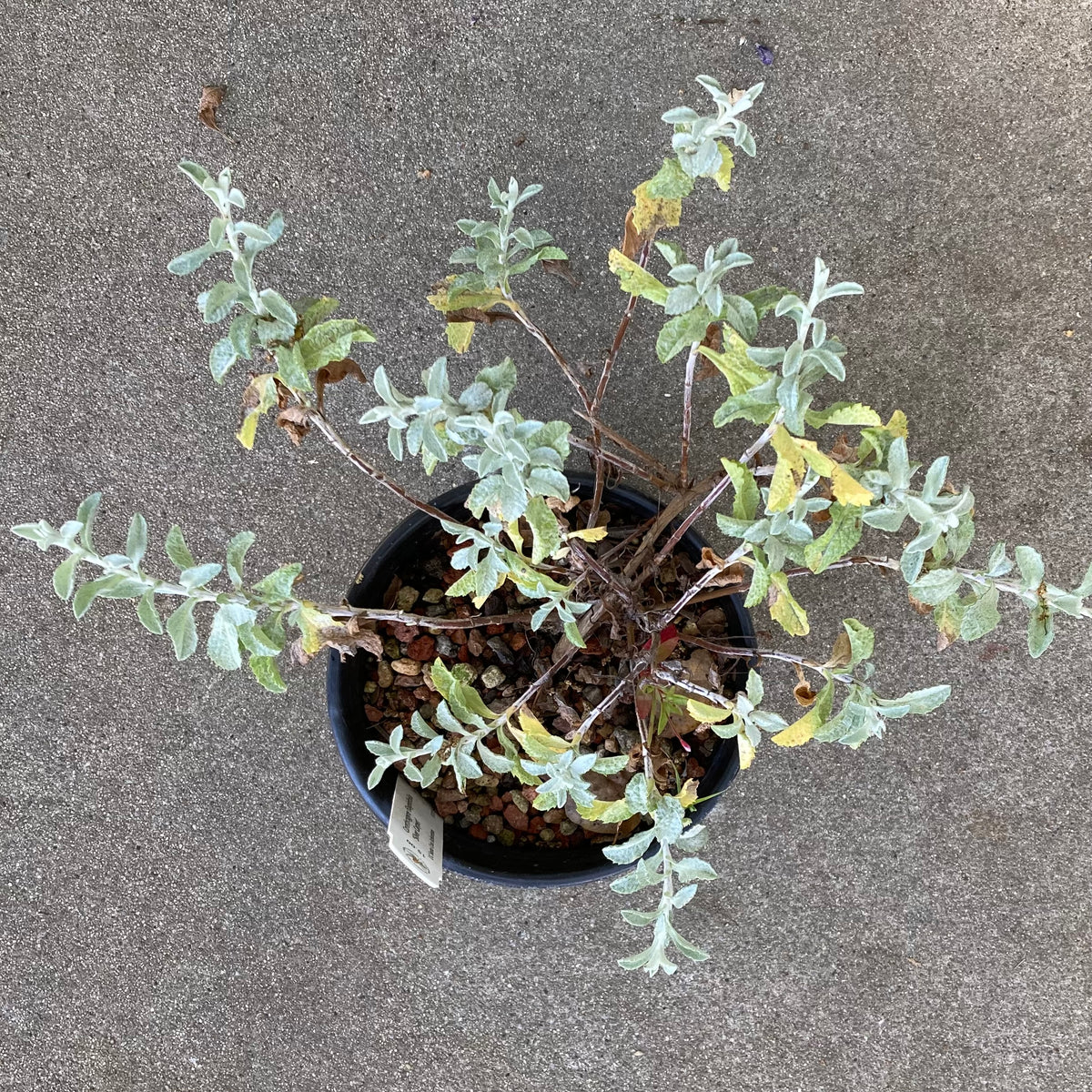 Corethrogyne filaginifolia 'Silver Carpet' - 1 gallon plant – Norrie's ...