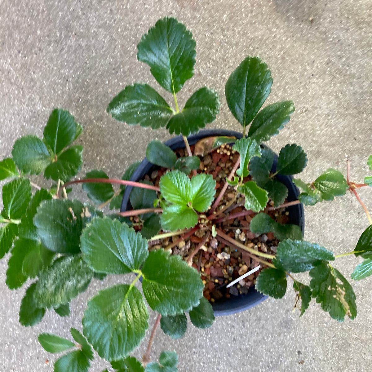 Fragaria chilensis 'Carole Ann' - 1 gallon plant – Norrie's Gift and ...