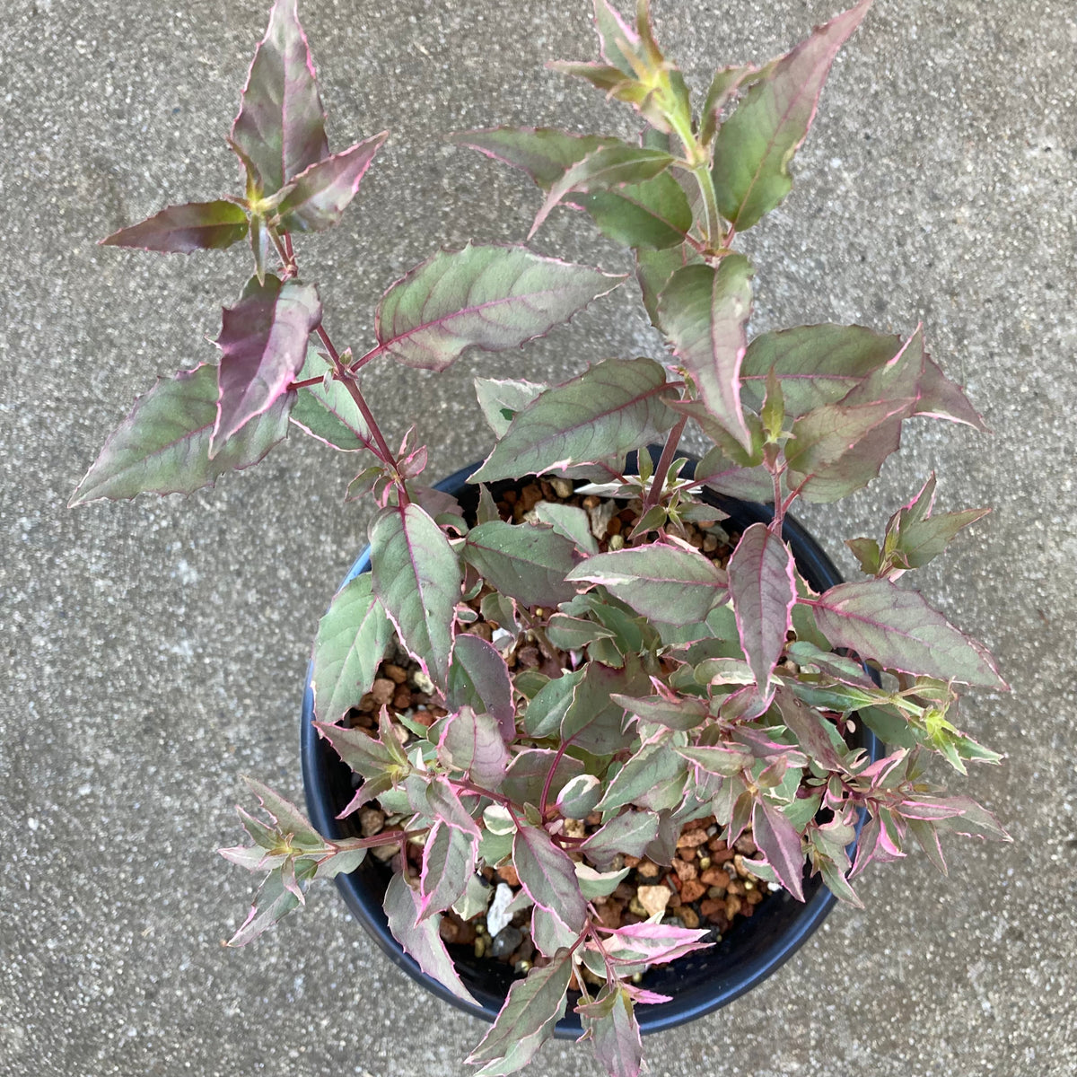 Fuchsia magellanica 'Versicolor' - 1 gallon plant – Norrie's Gift and ...
