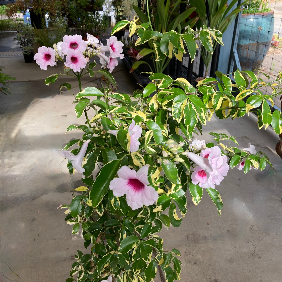 Pandorea jasminoides 'Variegata' - 5 gallon plant – Norrie's Gift and ...