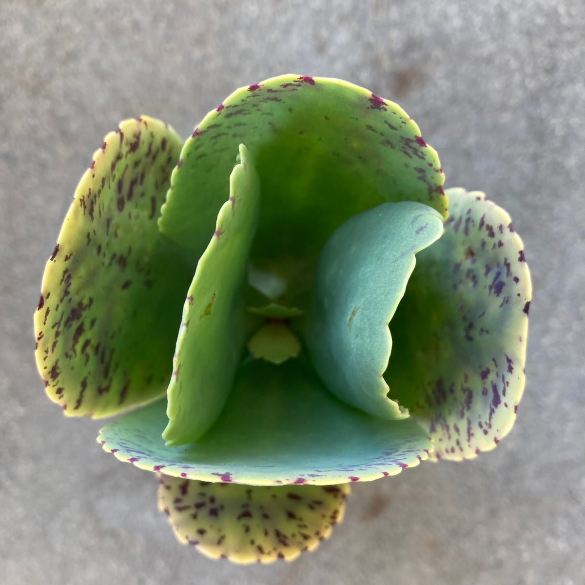 Kalanchoe marmorata - 4 inch plant – Norrie's Gift and Garden Shop at ...