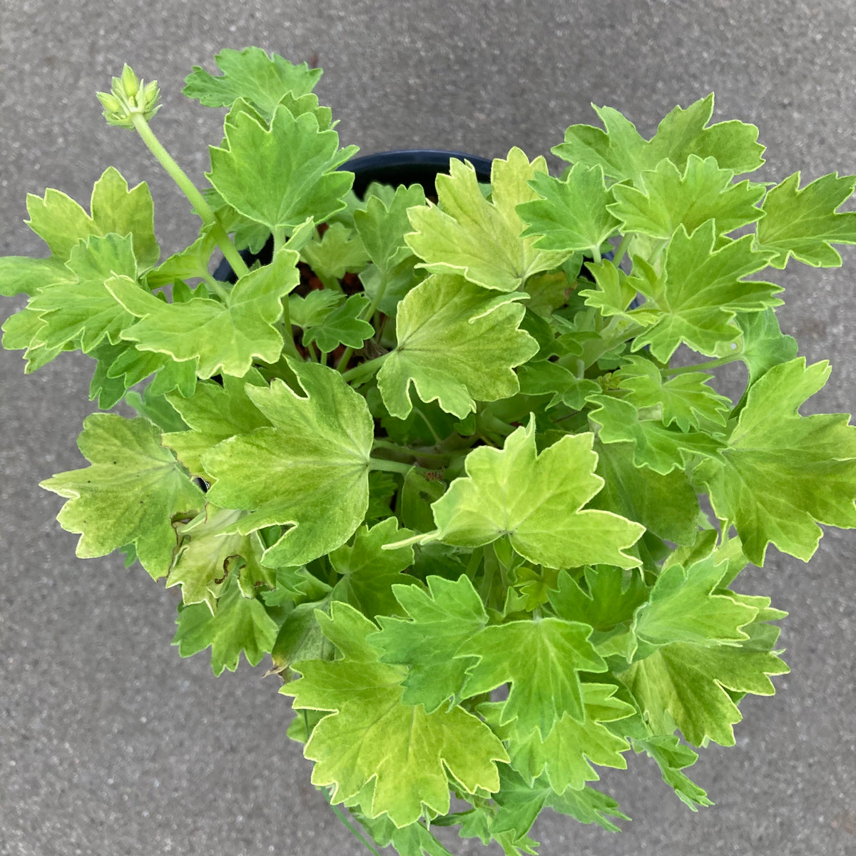 Pelargonium 'Stellar Limeleaf' - 1 gallon plant – Norrie's Gift and ...