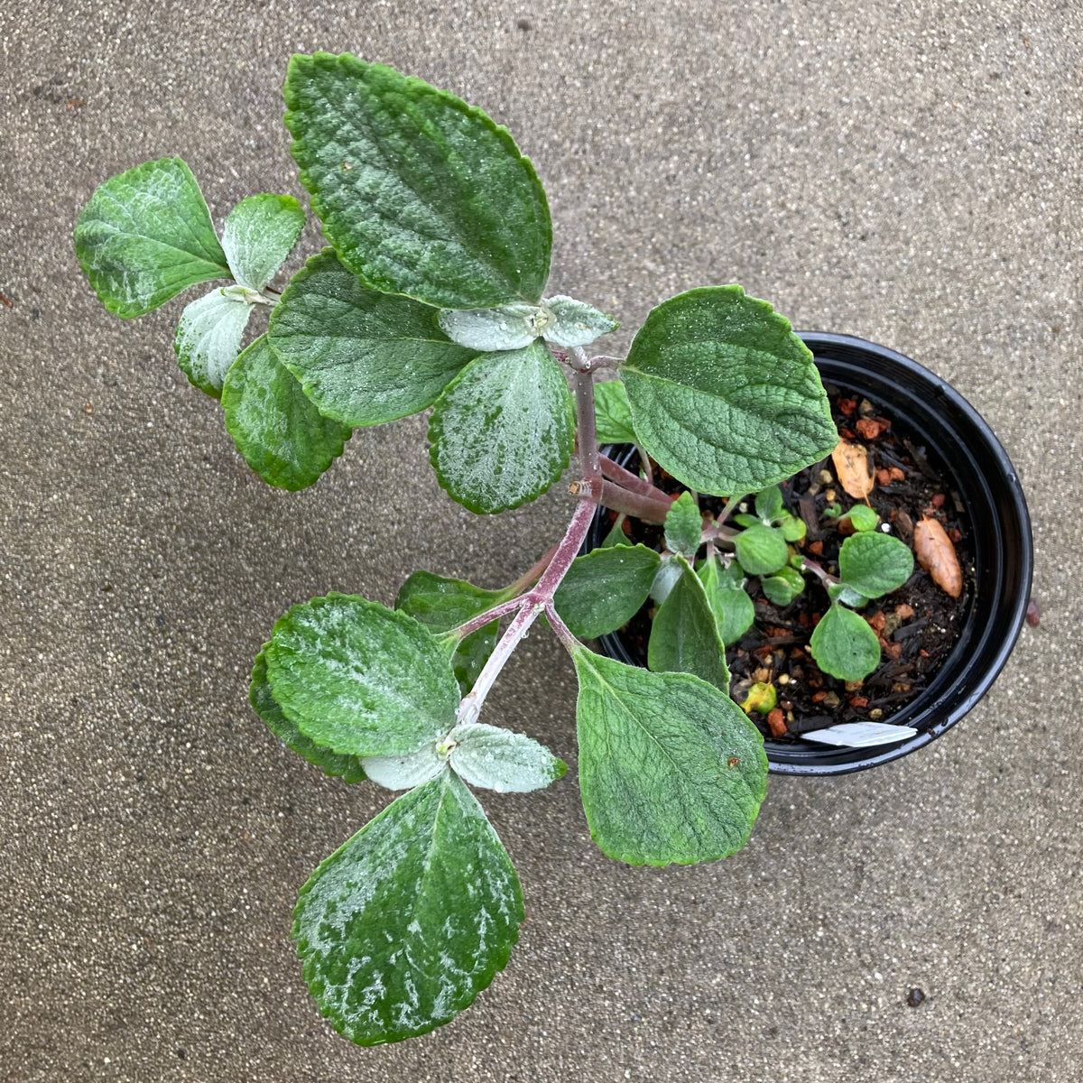 Plectranthus argentatus - 1 gallon plant – Norrie's Gift and Garden ...