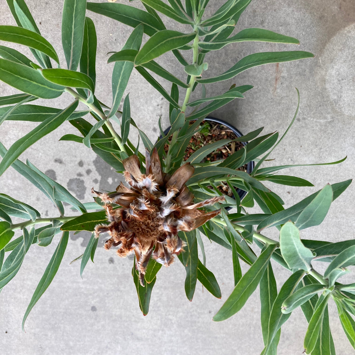 Protea sp. - 2 gallon plant – Norrie's Gift and Garden Shop at the UC ...