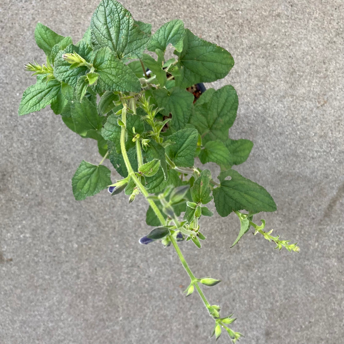 Salvia patens (dwarf from Mexico) - 1 gallon plant – Norrie's Gift and ...