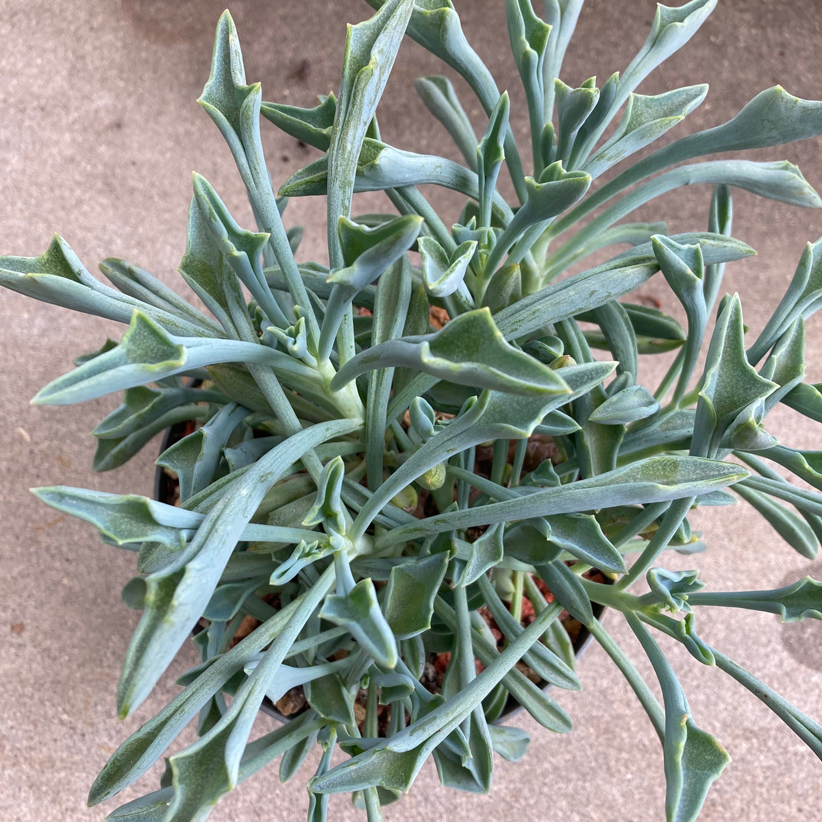 Senecio kleiniiformis - 1 gallon plant – Norrie's Gift and Garden Shop ...
