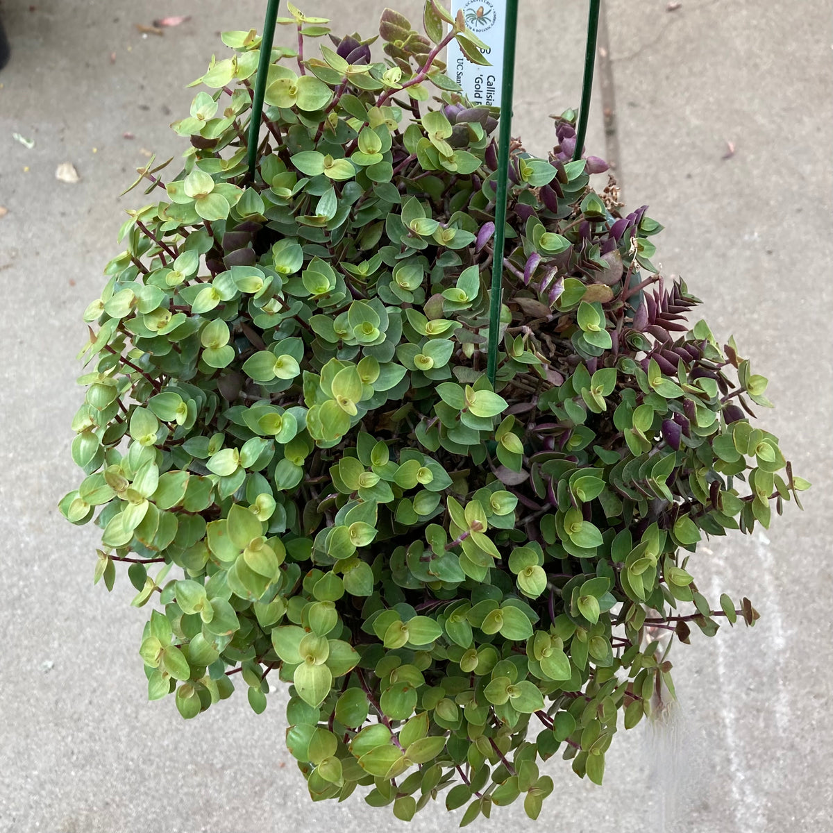 Callisia repens 'Gold Form' - 6 inch hanging plant – Norrie's Gift and ...