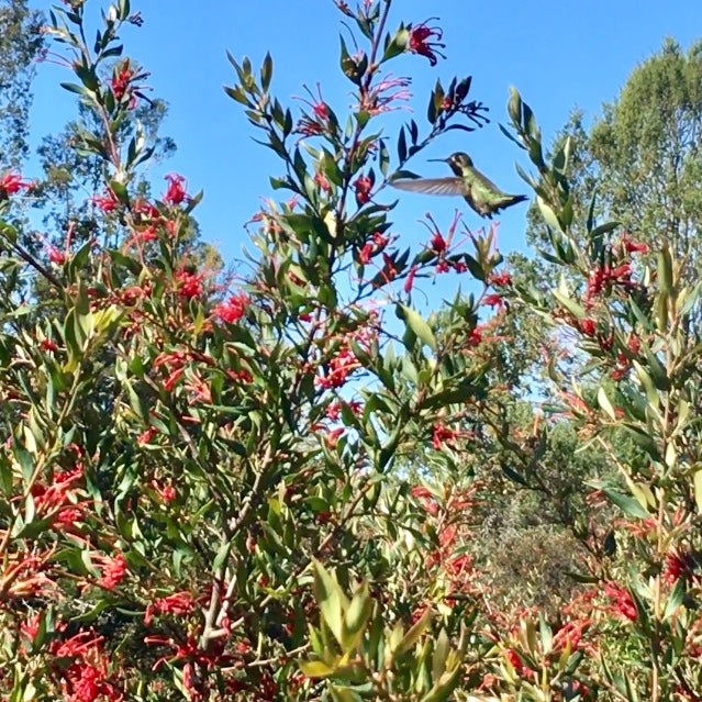 Grevillea 'Ruby Clusters' - 1 gallon plant – Norrie's Gift and Garden ...
