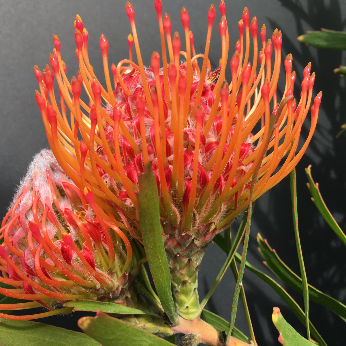 Leucospermum 'Tango' - 1 gallon plant – Norrie's Gift and Garden Shop ...