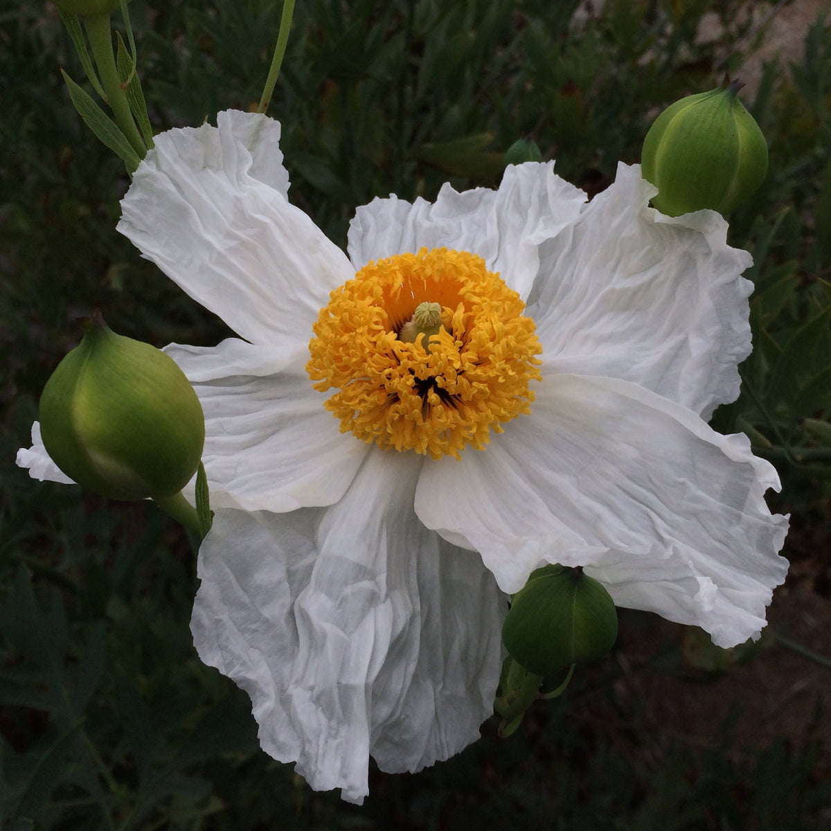 Romneya coulteri - 1 gallon plant – Norrie's Gift and Garden Shop at ...