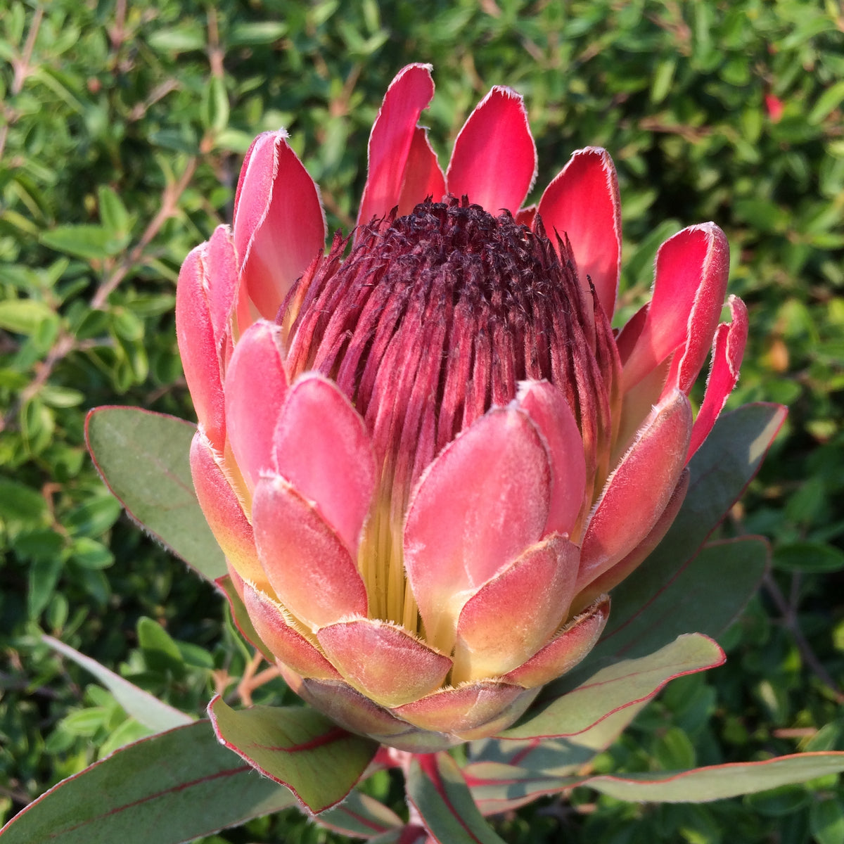 Protea 'Sylvia' - 5 gallon plant – Norrie's Gift and Garden Shop at the ...